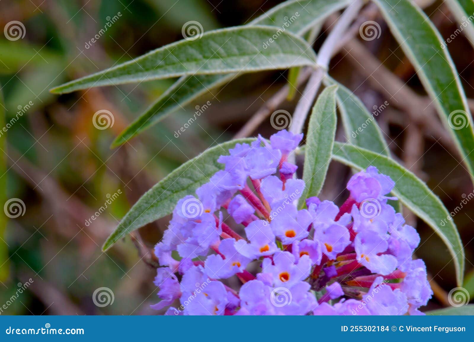 Butterfly Bush Blossom 03 stock photo. Image of botanical - 255302184