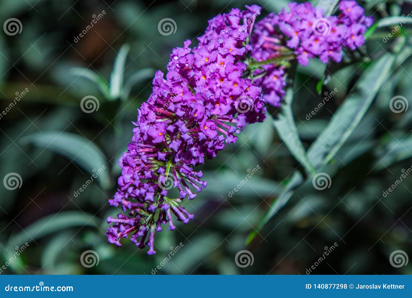 Butterfly bush stock photo. Image of bush, wasp, purple - 140877298