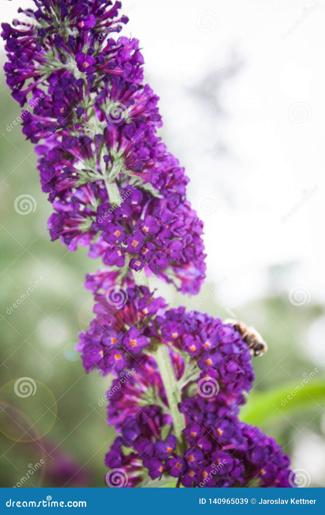 Buddleia davidii stock image. Image of davidii, butterfly - 140965039