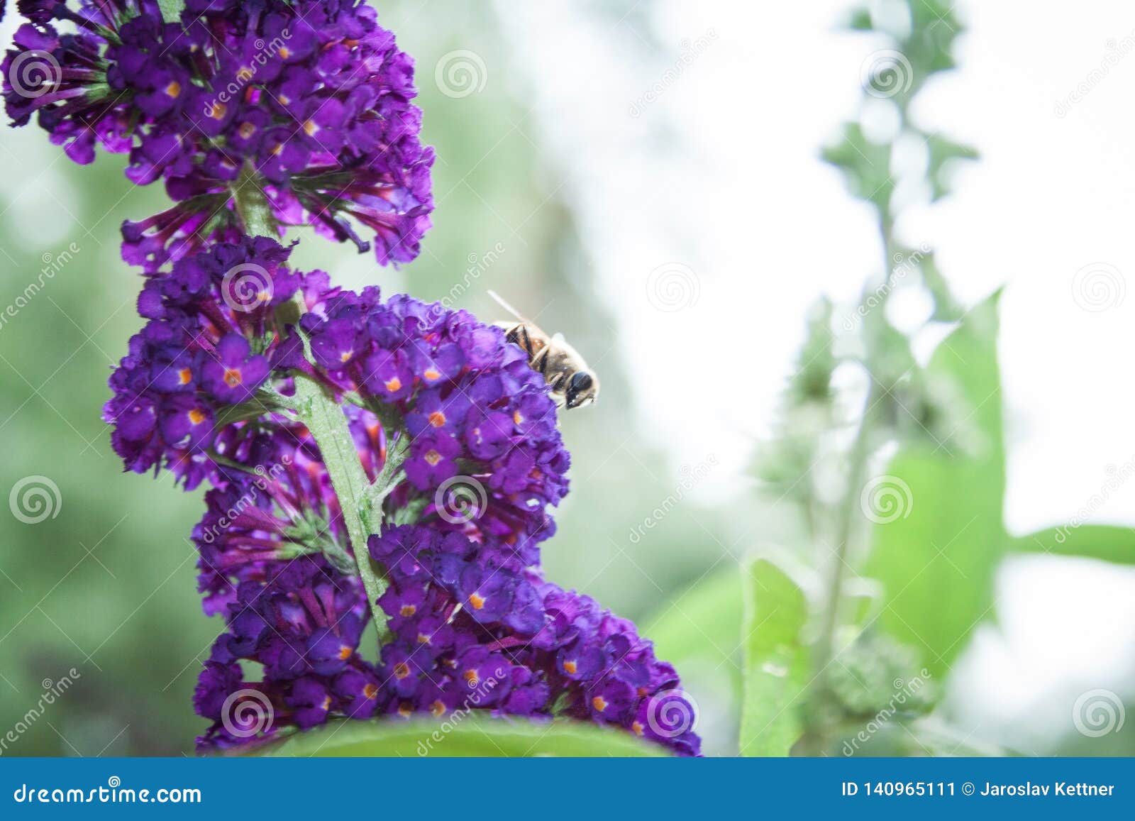 Buddleia davidii stock image. Image of shrub, blossom - 140965111