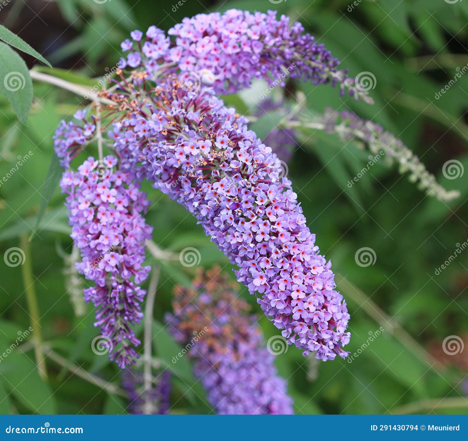Butterfly Bush, Buddleja or Buddleia, Historically Given As Buddlea ...