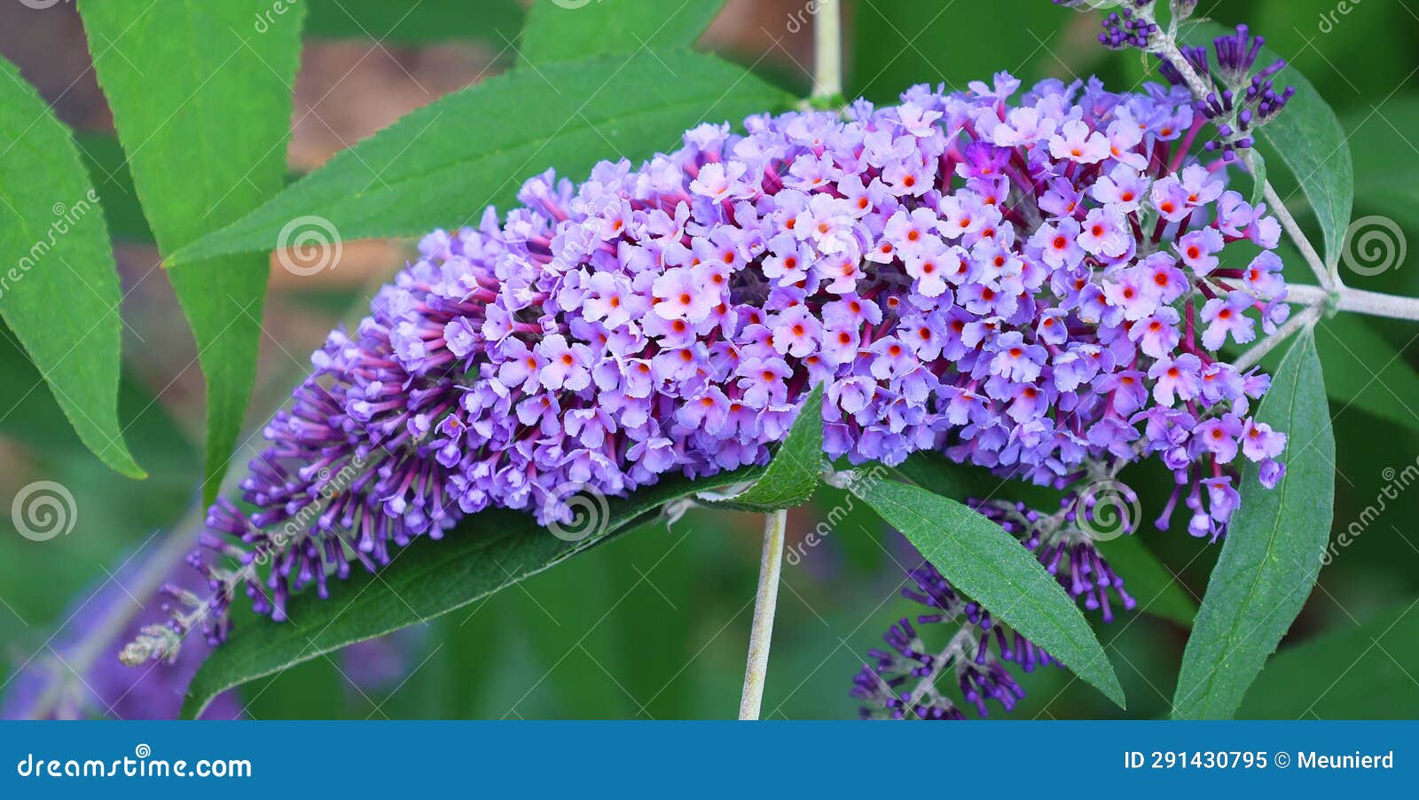 Butterfly Bush, Buddleja or Buddleia, Historically Given As Buddlea ...
