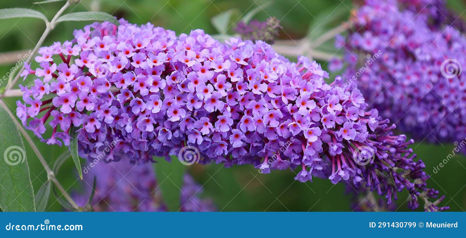 Butterfly Bush, Buddleja or Buddleia, Historically Given As Buddlea ...