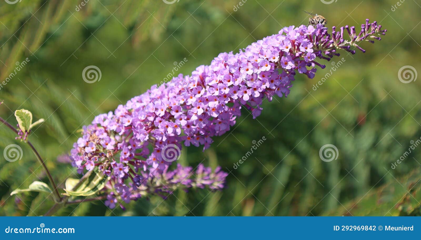 Butterfly Bush, Buddleja or Buddleia, Historically Given As Buddlea ...