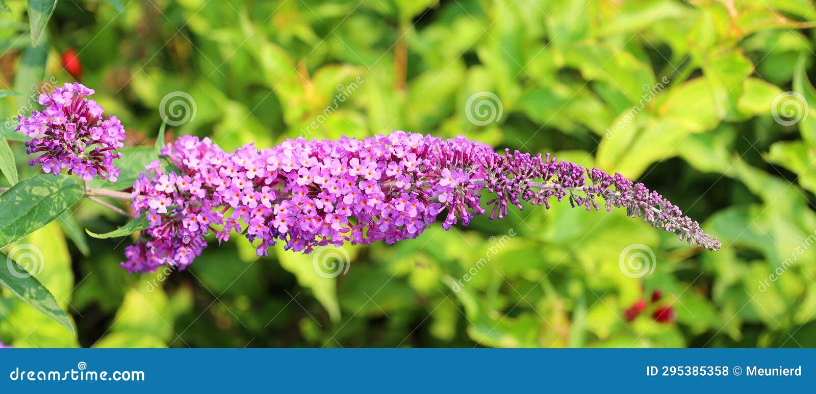 Butterfly Bush, Buddleja or Buddleia, Historically Given As Buddlea ...