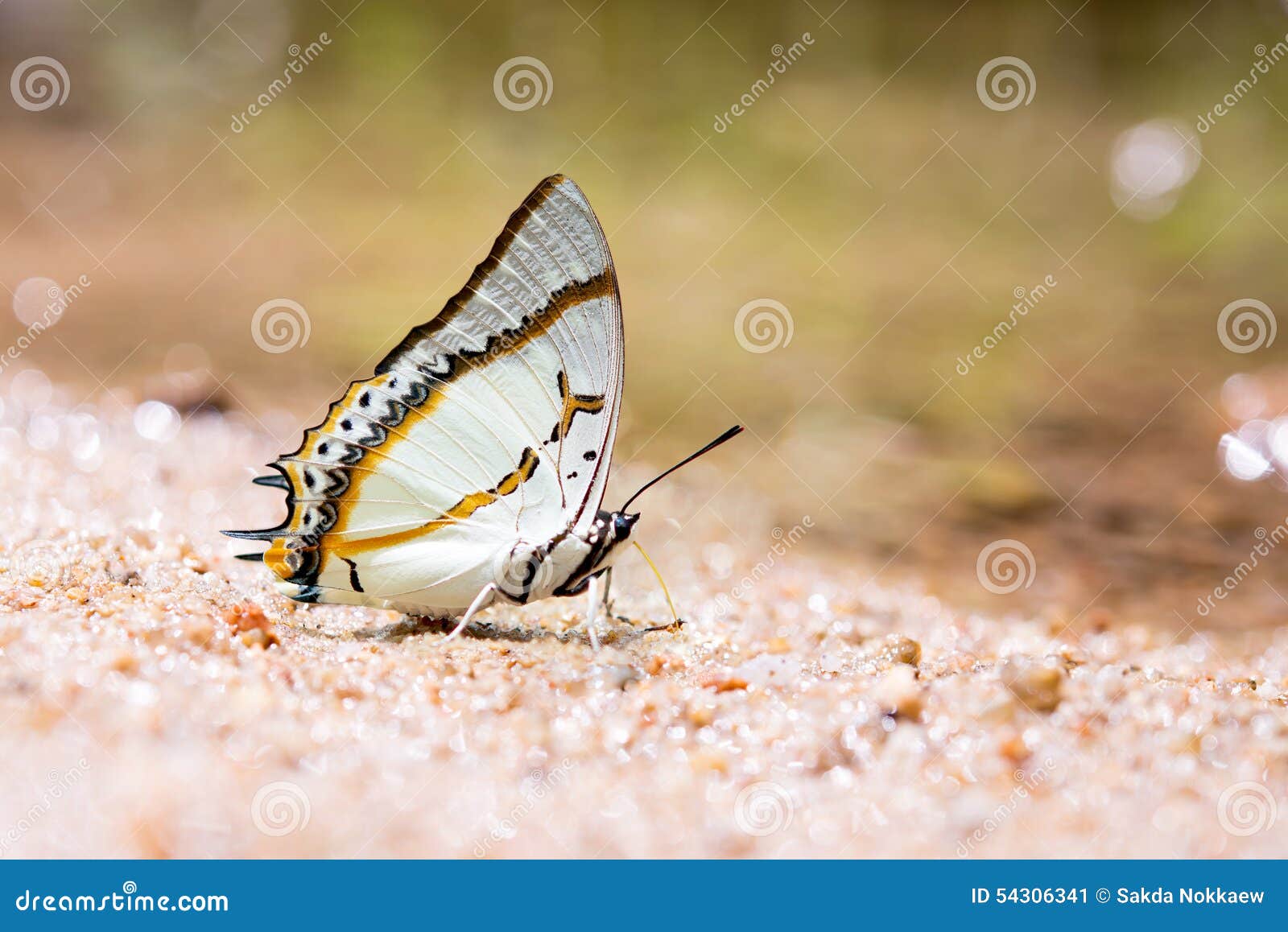Butterfly stock image. Image of garden, green, ground - 54306341