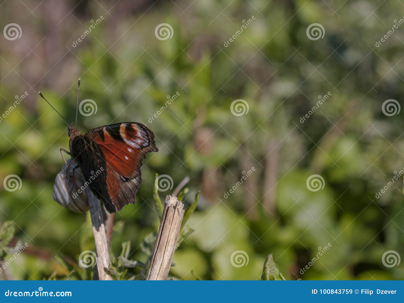 Butterfly Attack Crawl Stock Photos - Free & Royalty-Free Stock Photos ...