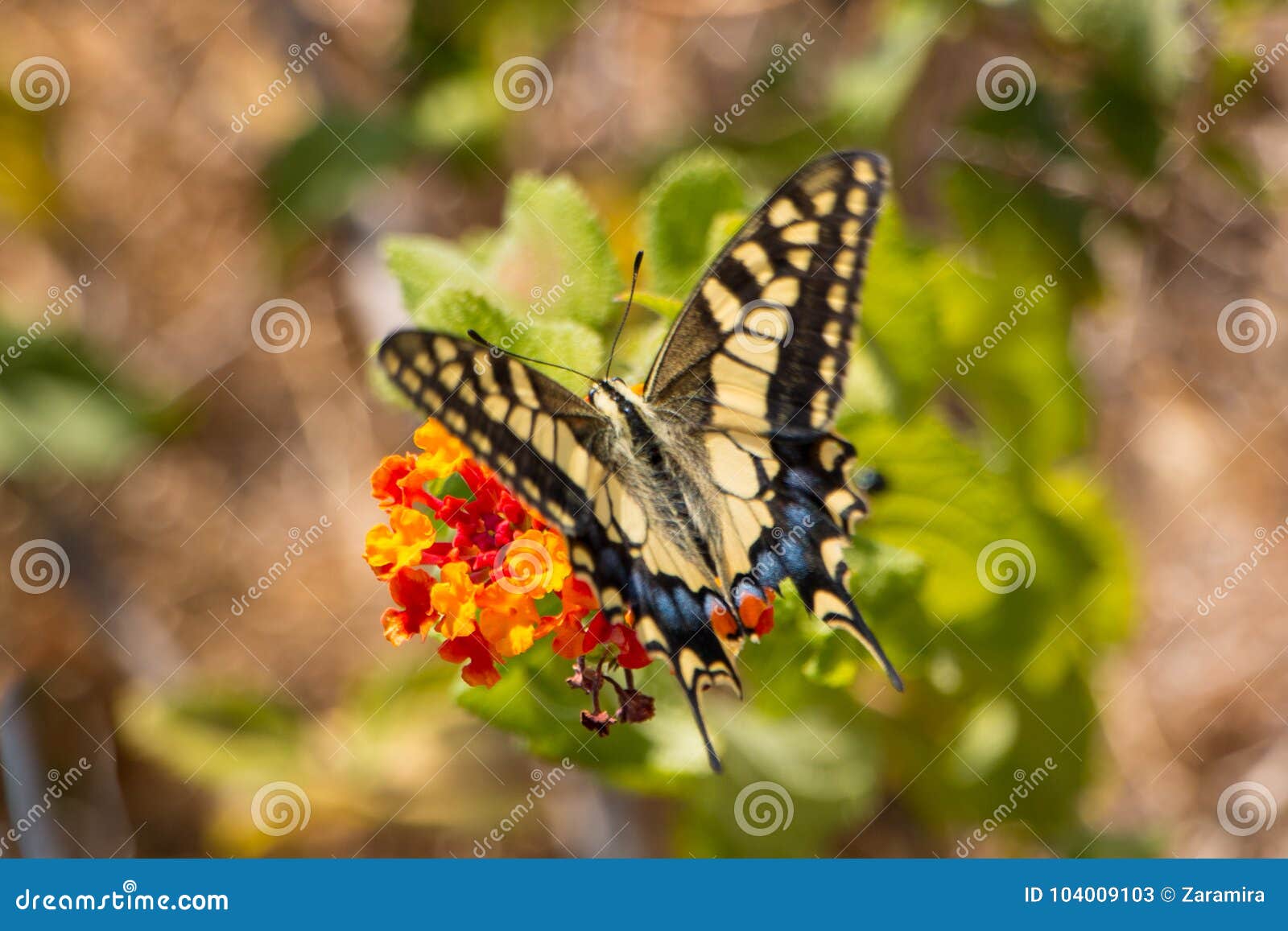 Butterfly stock image. Image of italy, flower, eraclea - 104009103