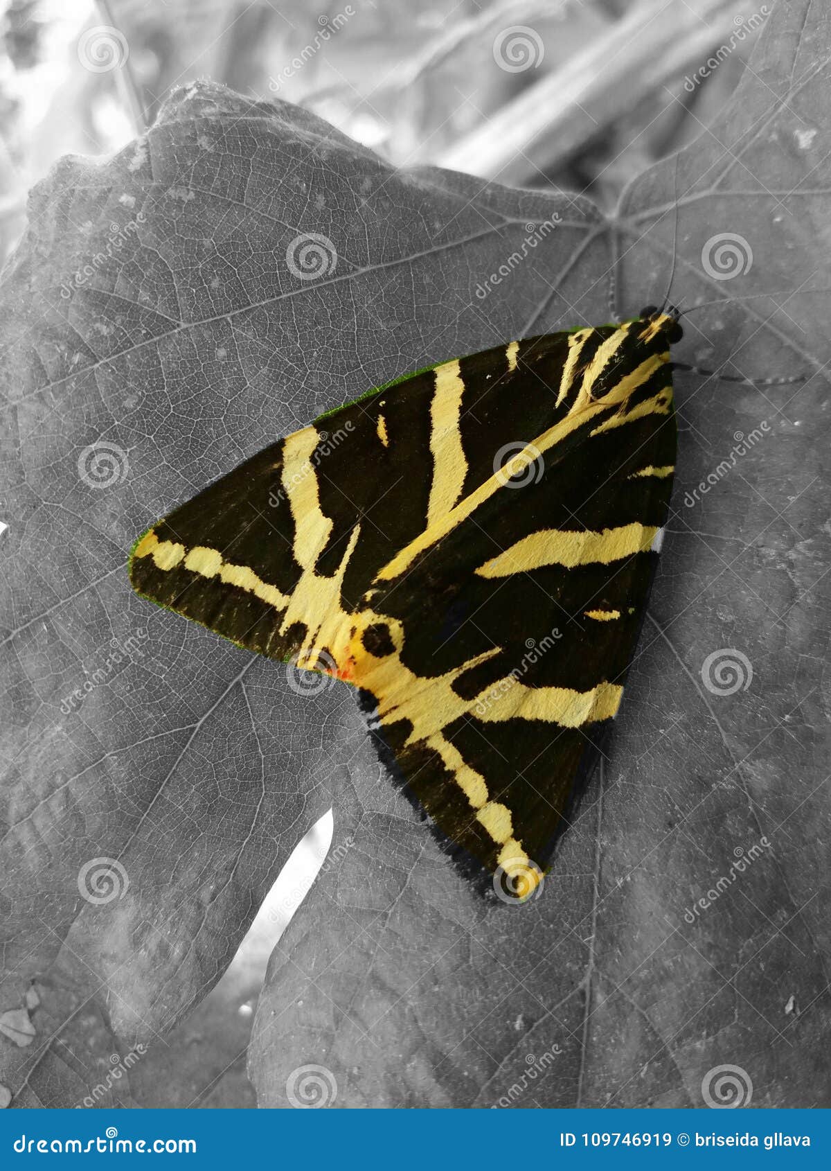 Butterfly stock image. Image of wild, butterfly, colour - 109746919
