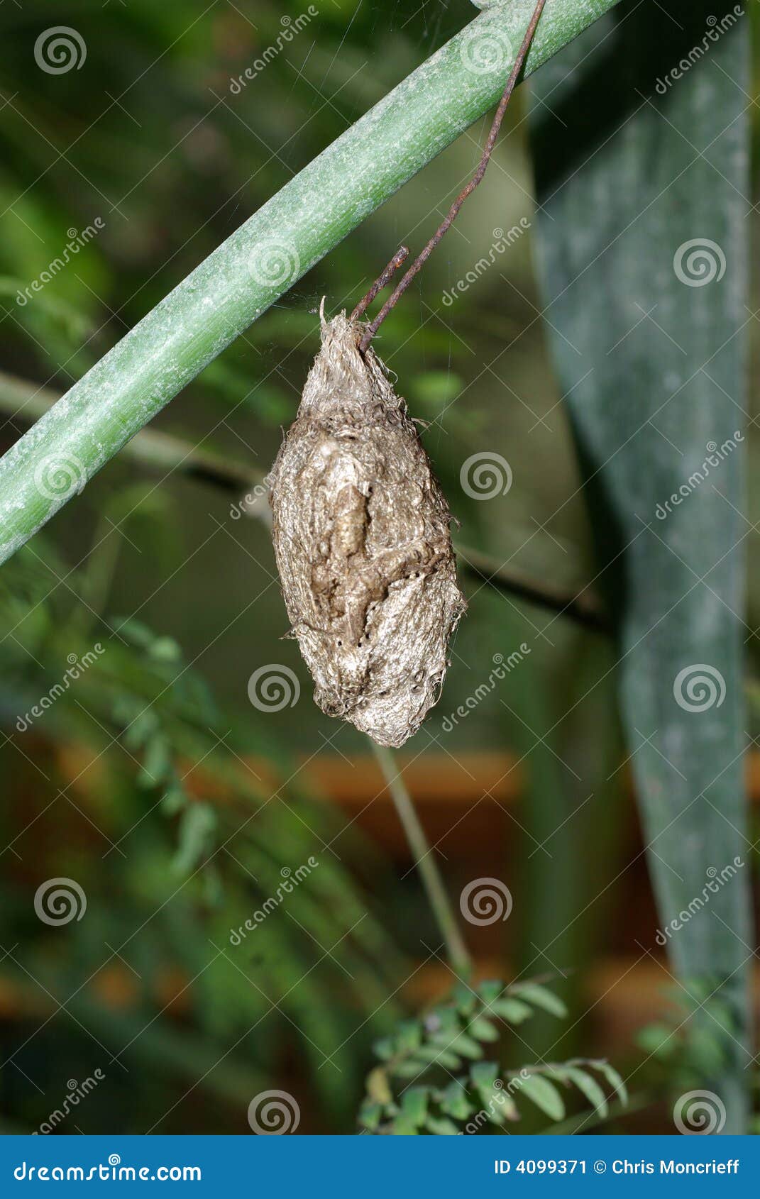Butterfly Cacoon stock image. Image of colouful, butterflys - 4099371
