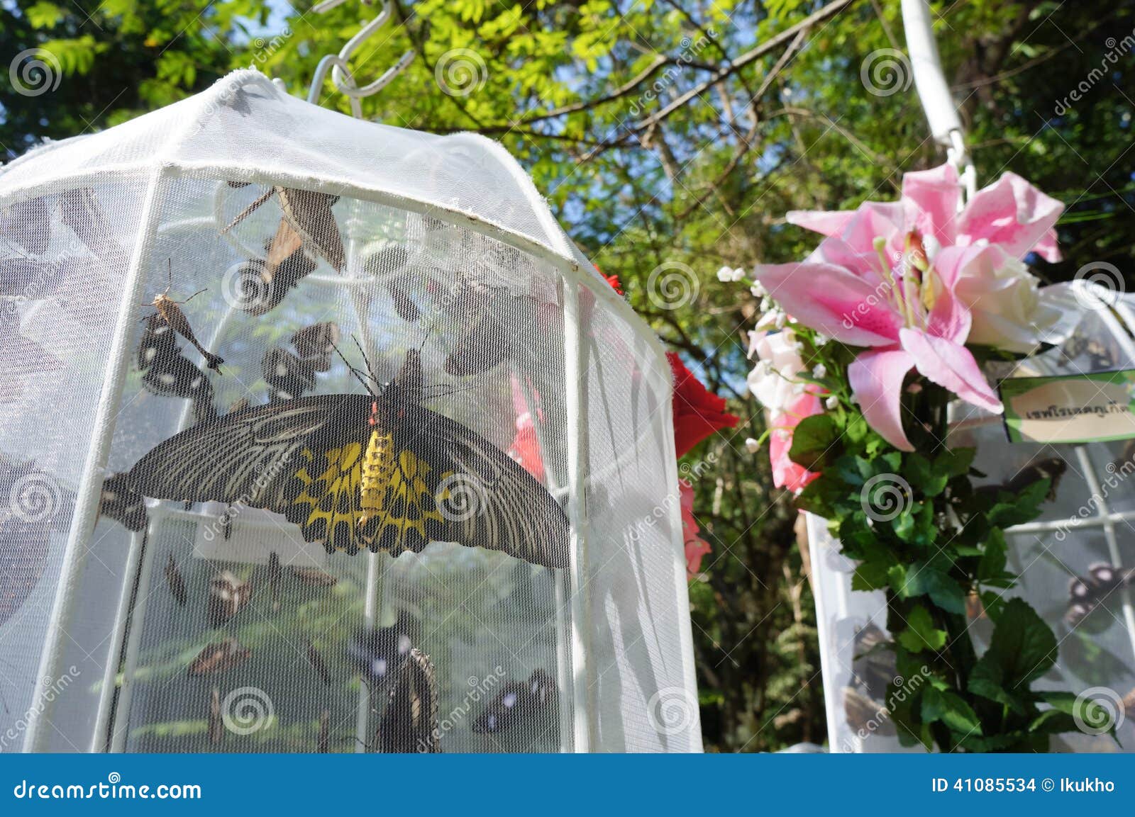Butterfly in Cage stock photo. Image of birdcage, antique - 41085534