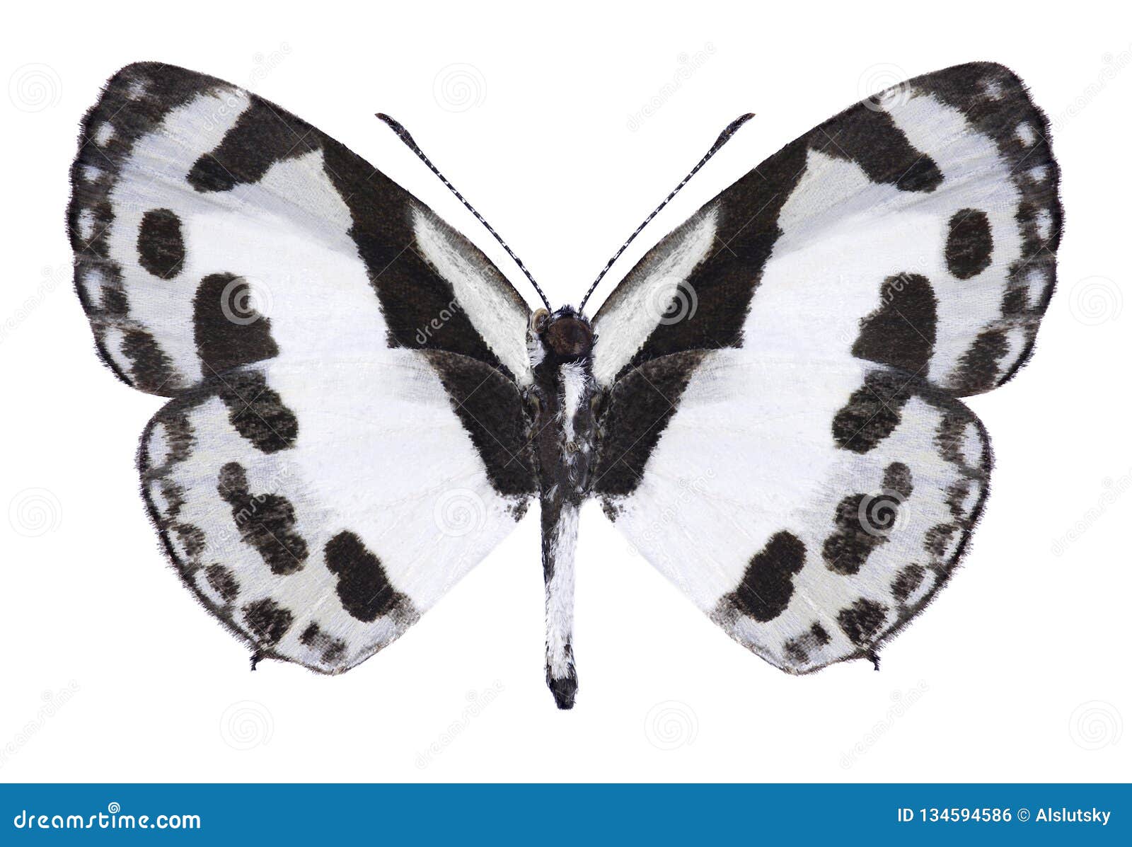 Butterfly Caleta Stock Photos - Free & Royalty-Free Stock Photos from ...