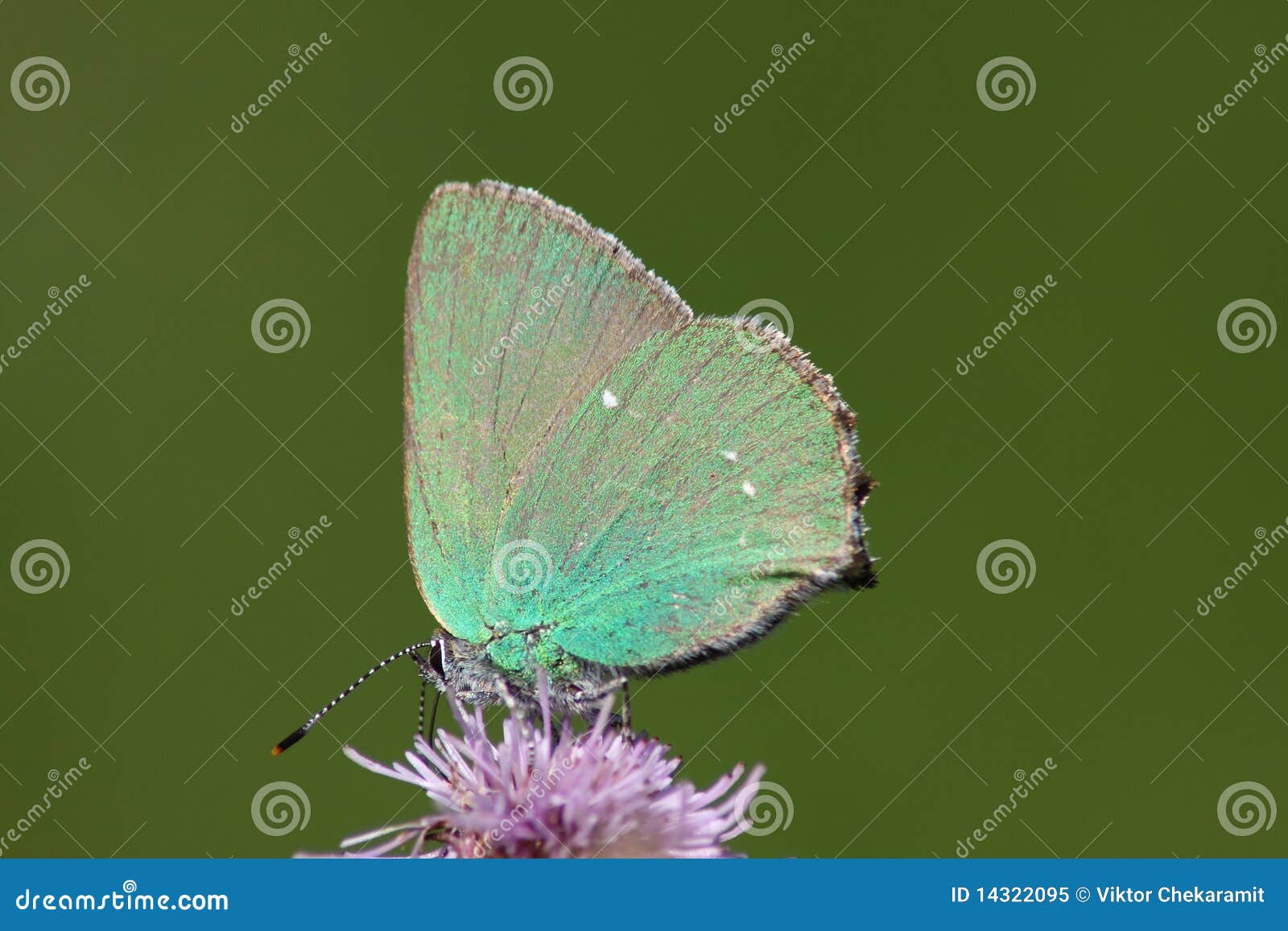 Butterfly (Calloryphus Rubi) Stock Image - Image of fauna, green: 14322095