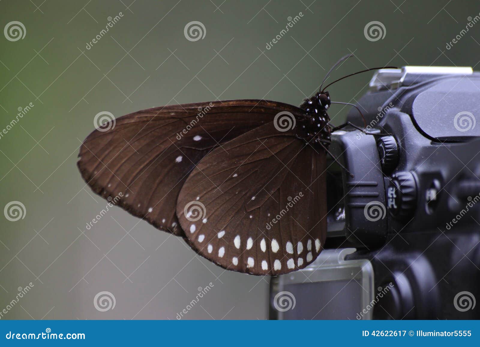 Butterfly on camera stock image. Image of closeup, brown - 42622617
