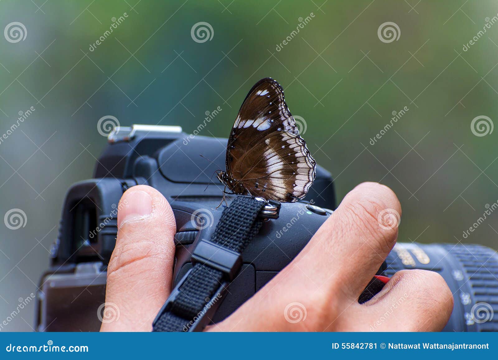 Butterfly on a Camera in Hand Stock Image - Image of lepidoptera ...