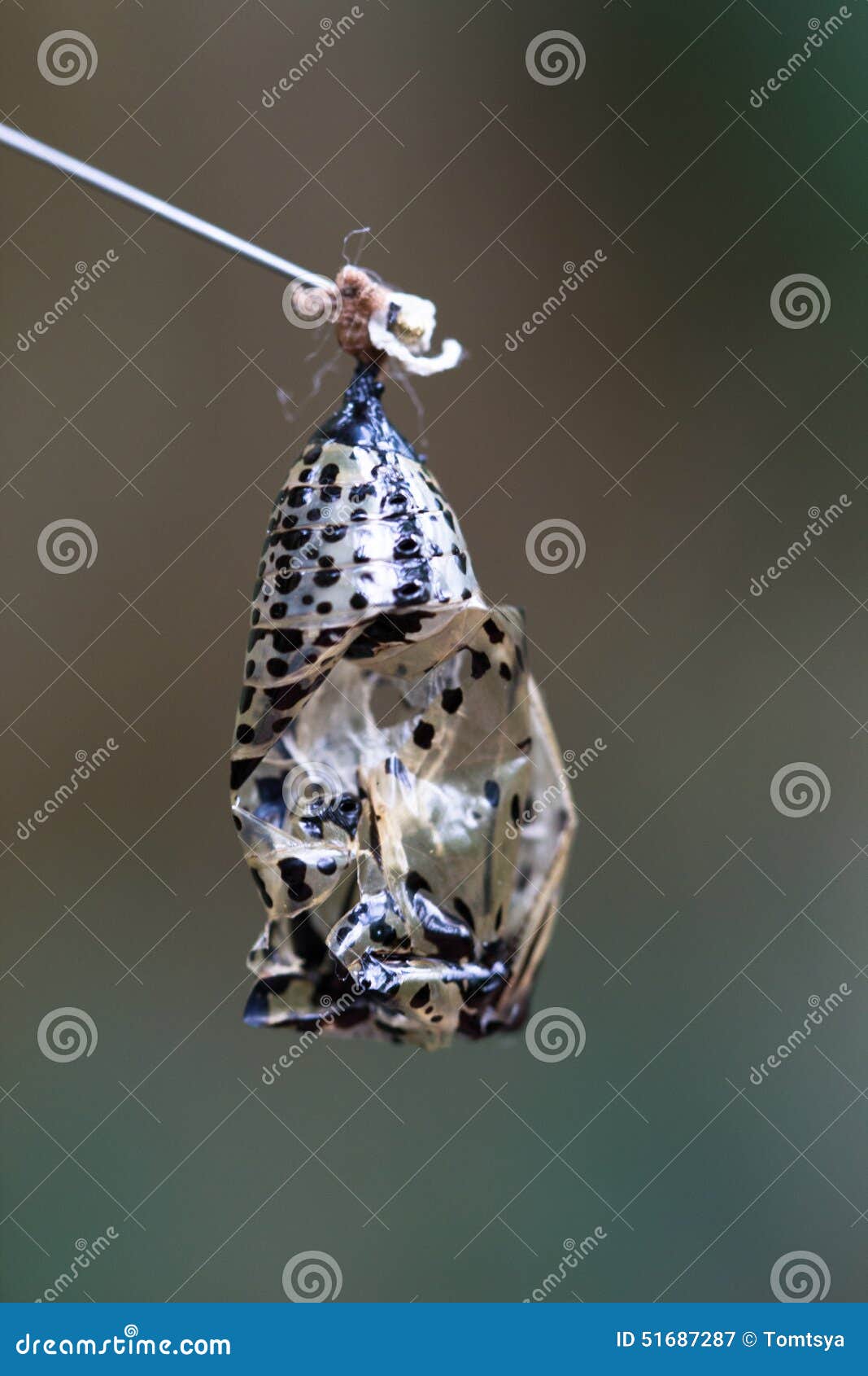 Butterfly capsule stock image. Image of monarch, cycle - 51687287