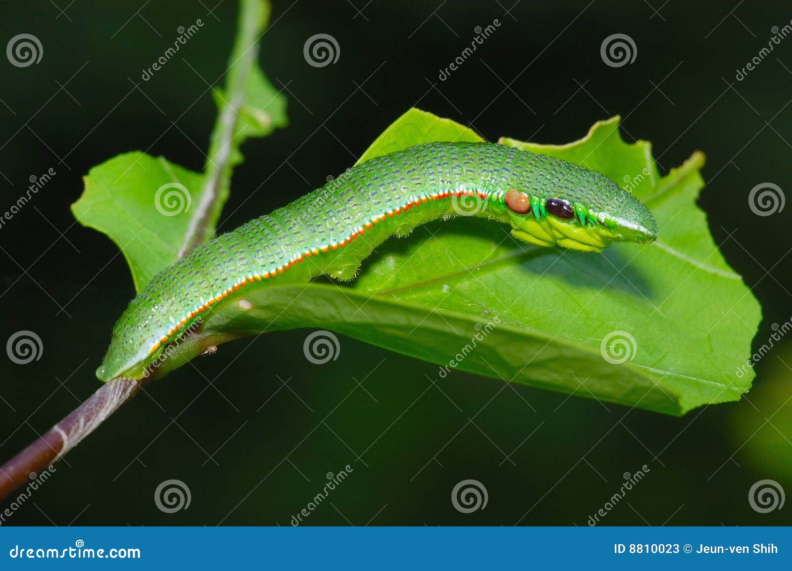 Butterfly Caterpillar Orange Tip Stock Image Image Of Closeup