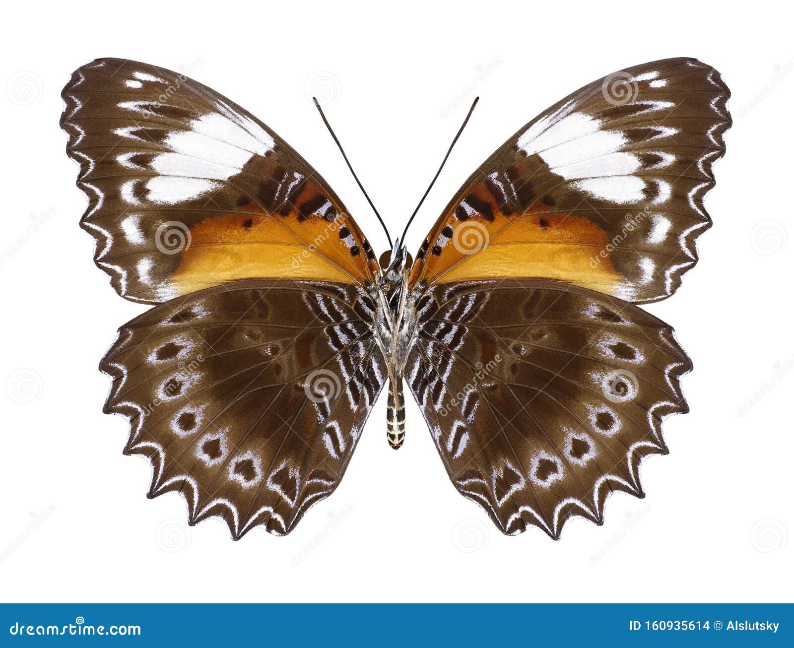 Chrysippe Stock Photos - Free & Royalty-Free Stock Photos from Dreamstime