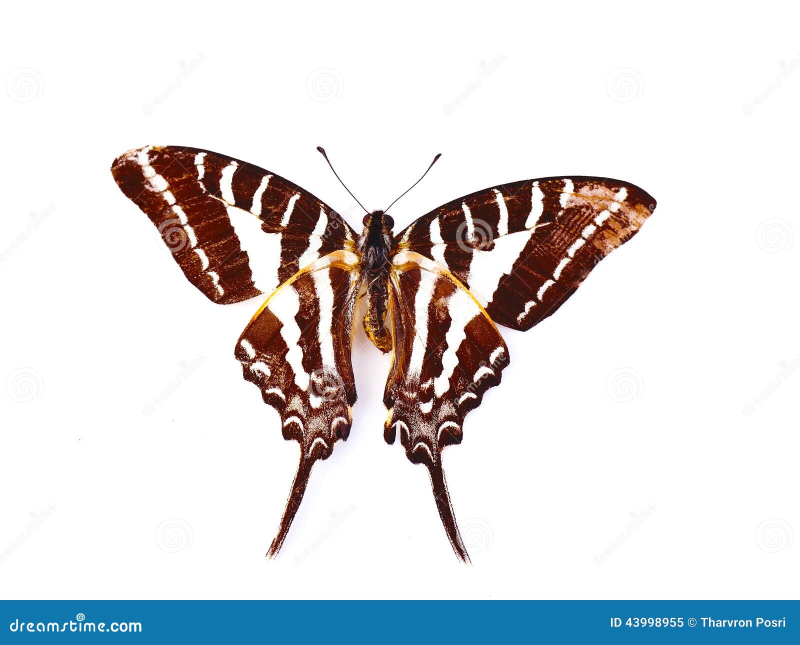 Butterfly (Chain Swordtail) Isolated on White Background Stock Image ...