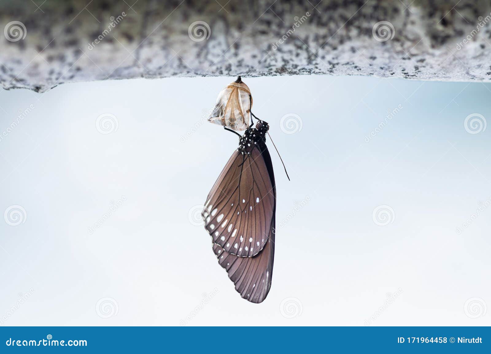Butterfly change Chrysalis stock photo. Image of changing - 171964458