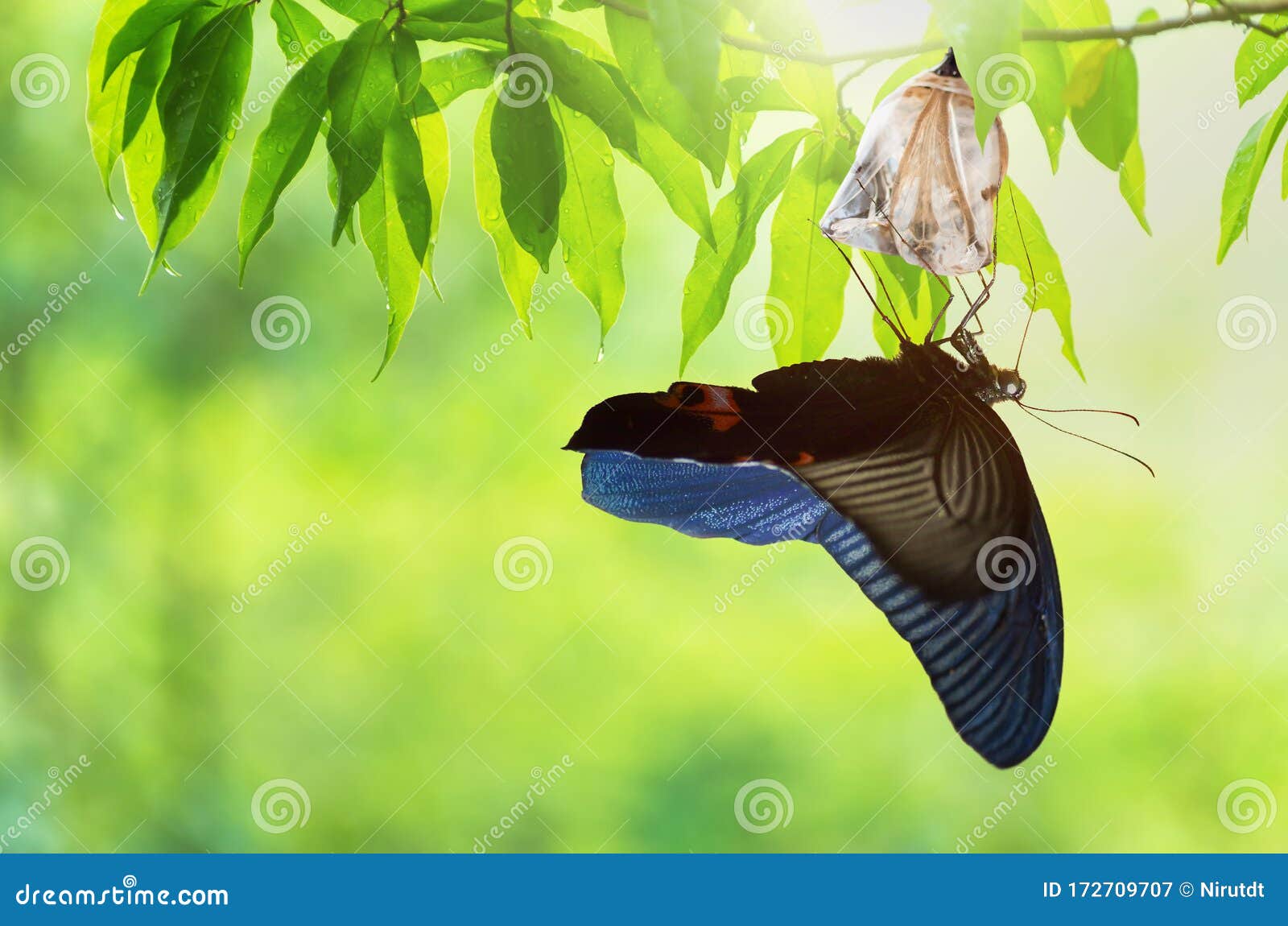 Butterfly change Chrysalis stock image. Image of change - 172709707