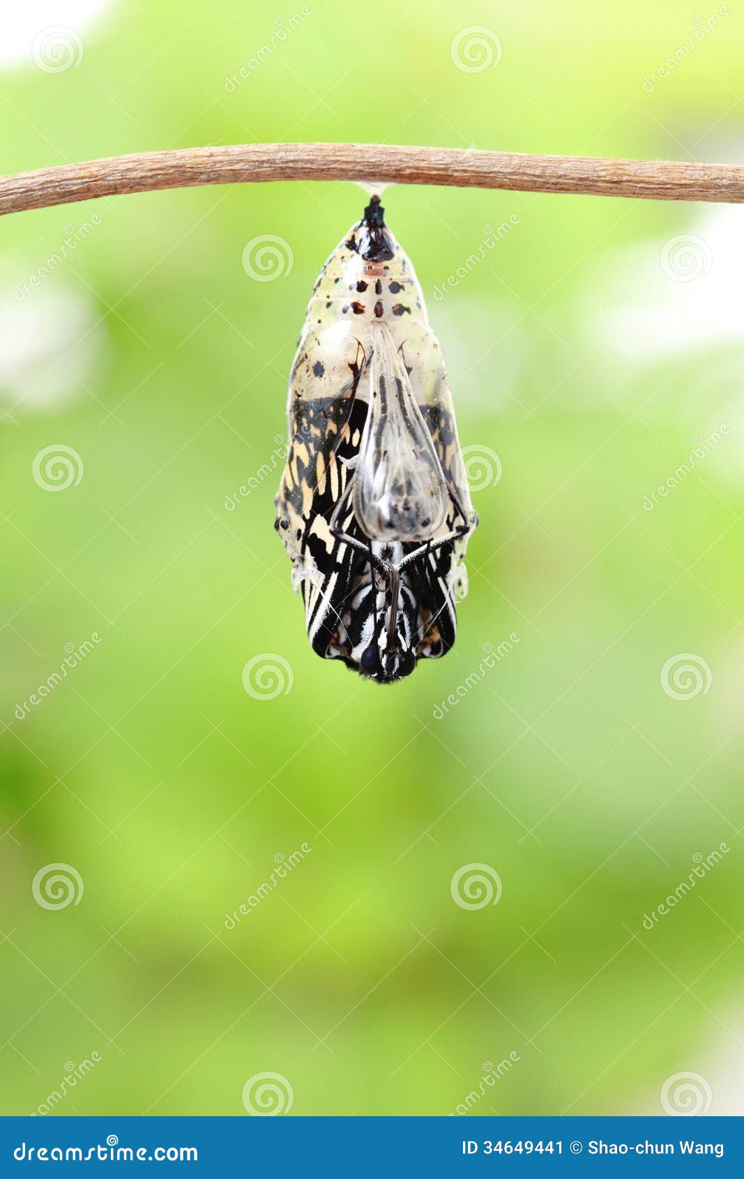Butterfly Change Form Chrysalis Stock Image - Image of biological ...