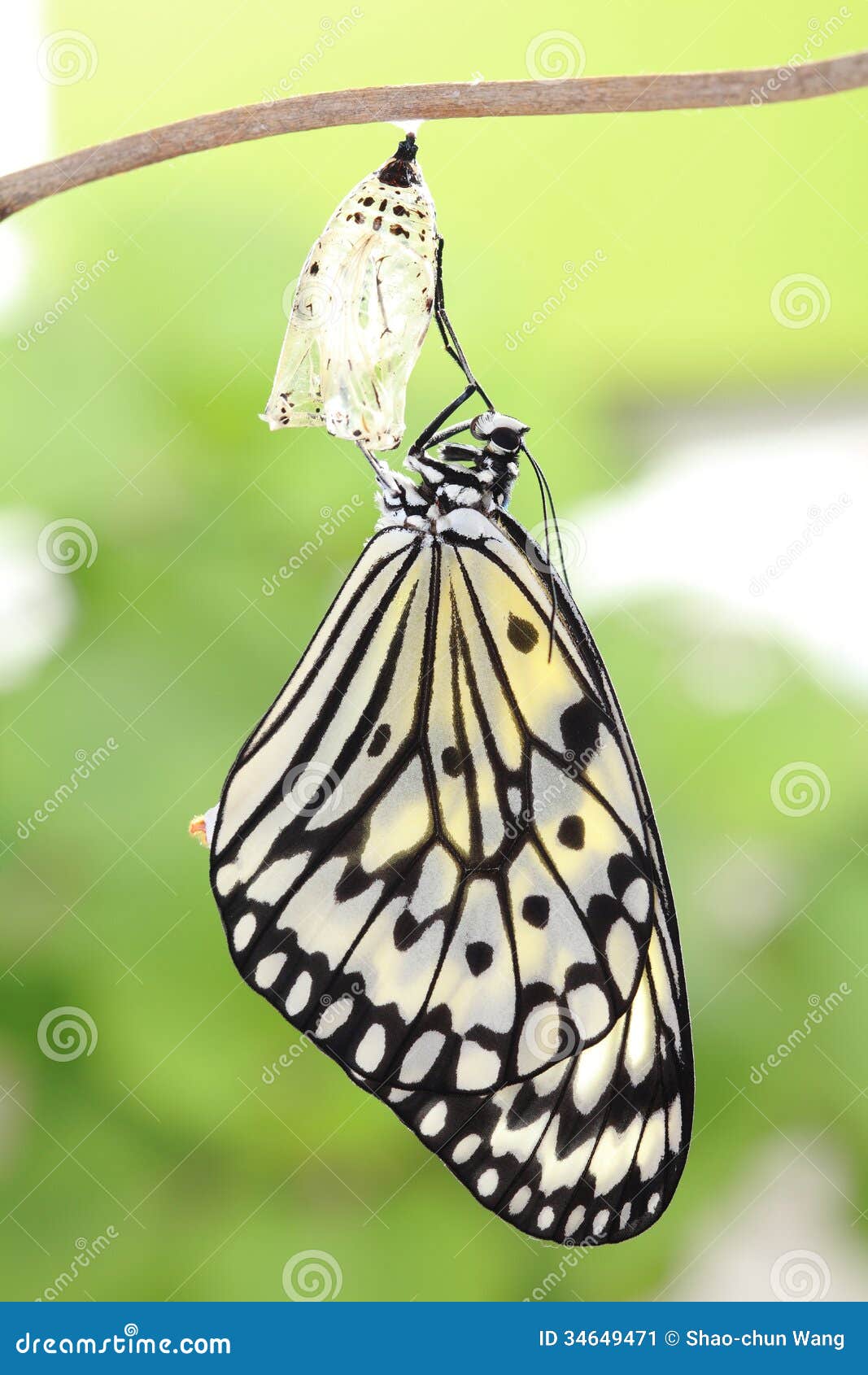 Butterfly Change Form Chrysalis Stock Image - Image of change, leaf ...