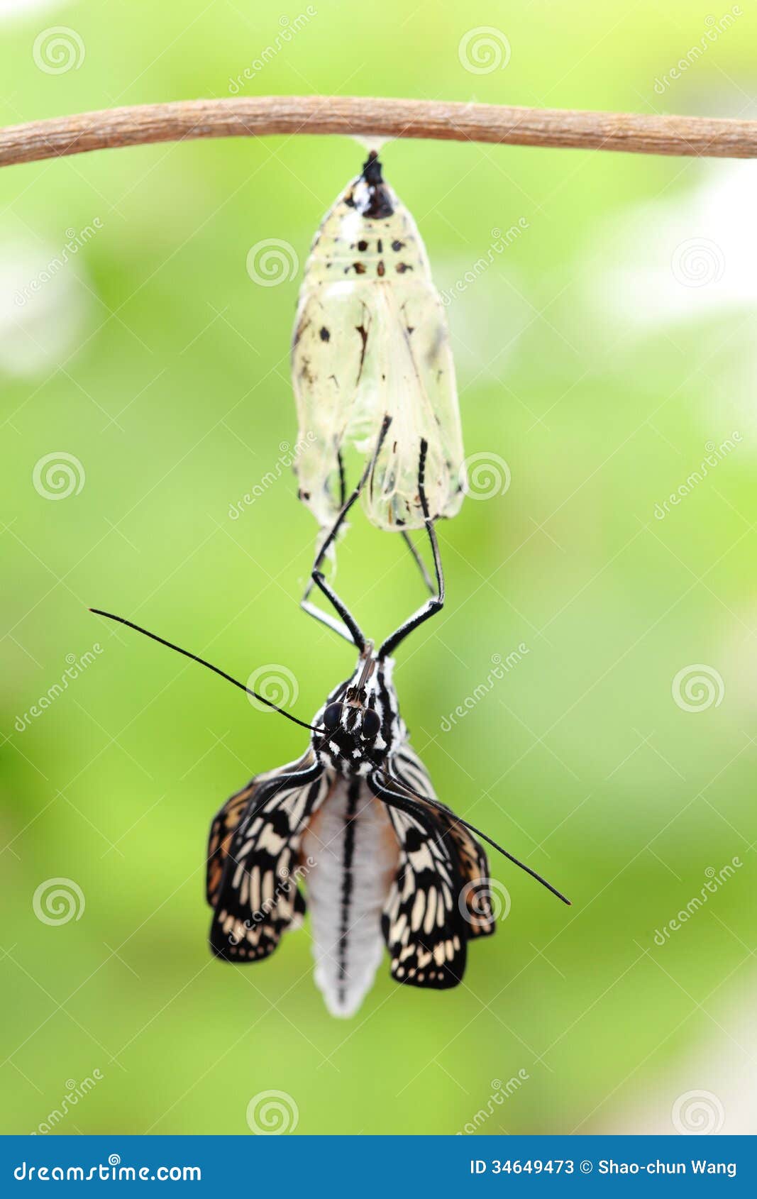 Butterfly Change Form Chrysalis Stock Image - Image of change, monarch ...