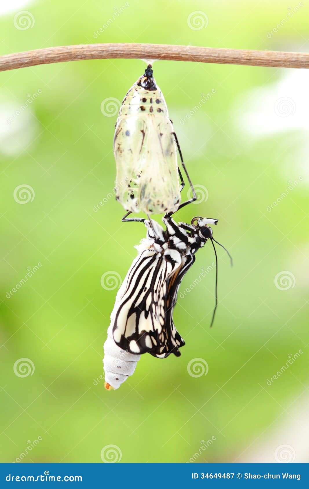 Butterfly Change Form Chrysalis Stock Image - Image of pupa, animal ...