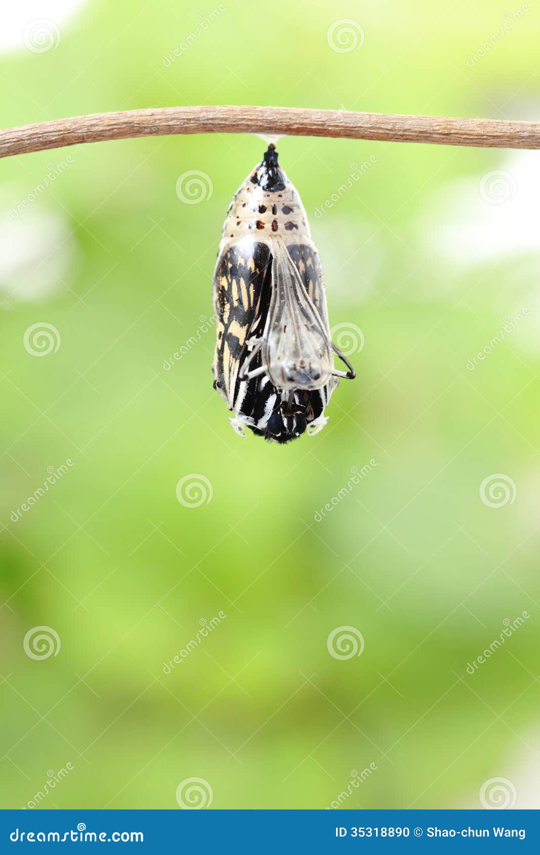 Butterfly Change Form Chrysalis Stock Photo - Image of biology, grow ...