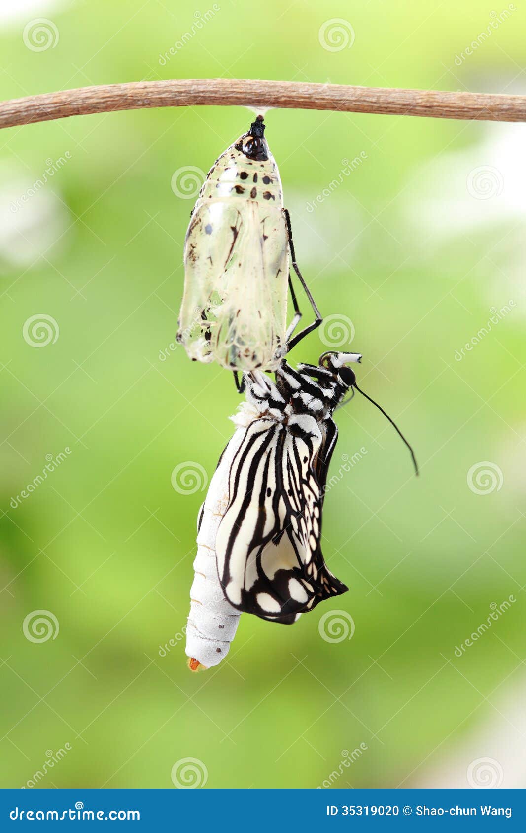 Butterfly Change Form Chrysalis Stock Photo - Image of pupa, growth ...