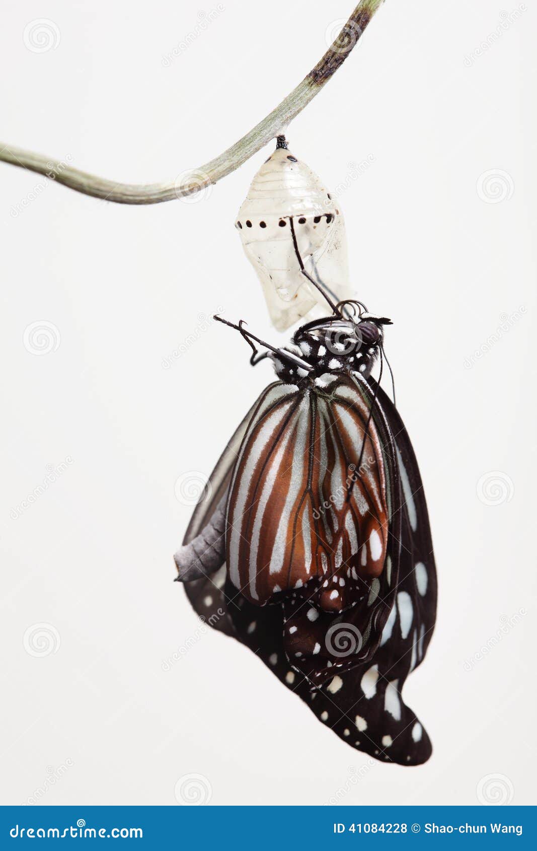 Butterfly Change Form Chrysalis Stock Photo - Image of cocoon, growth ...