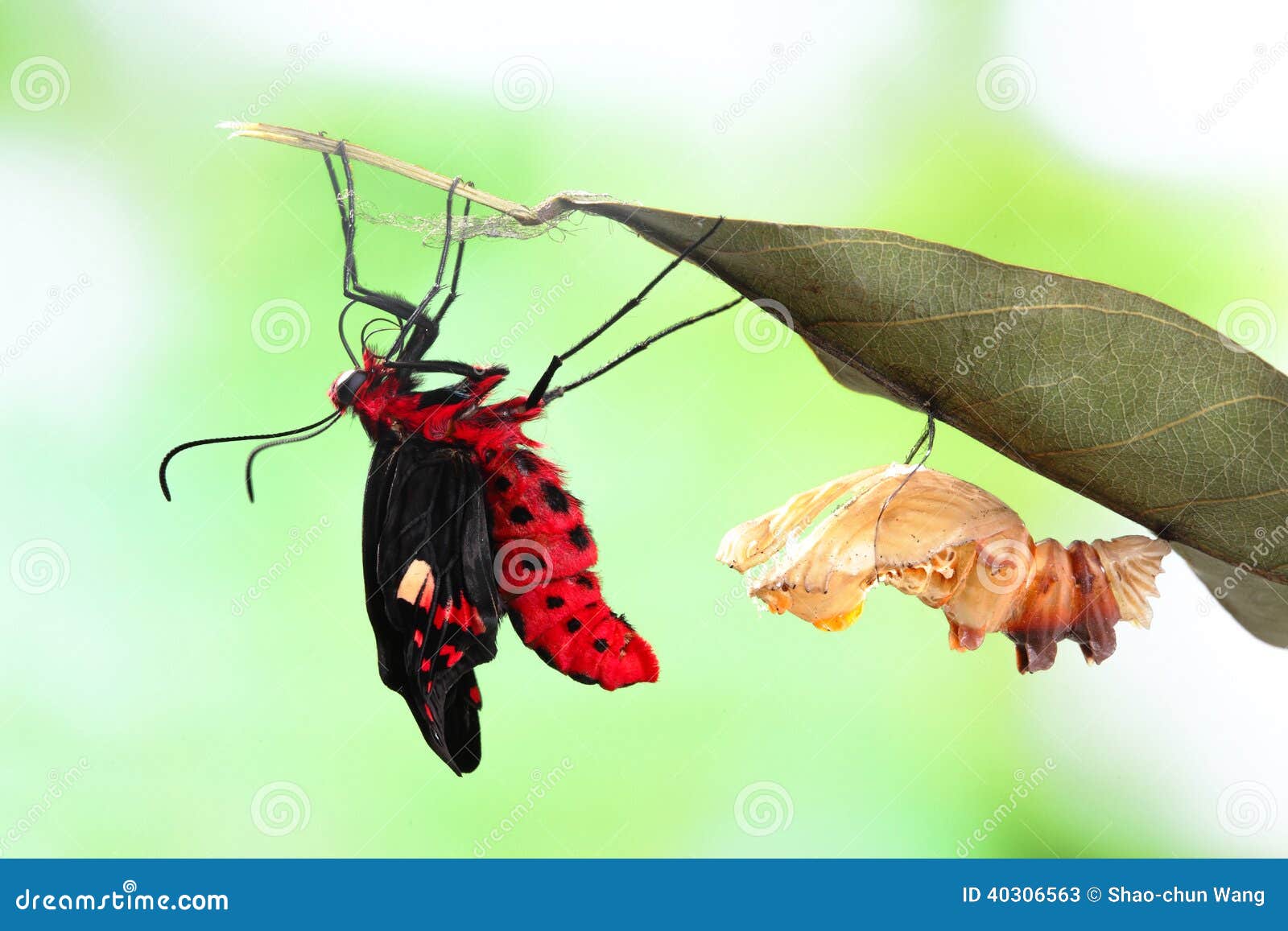 Butterfly Change Form Chrysalis Stock Image - Image of black, monarch ...