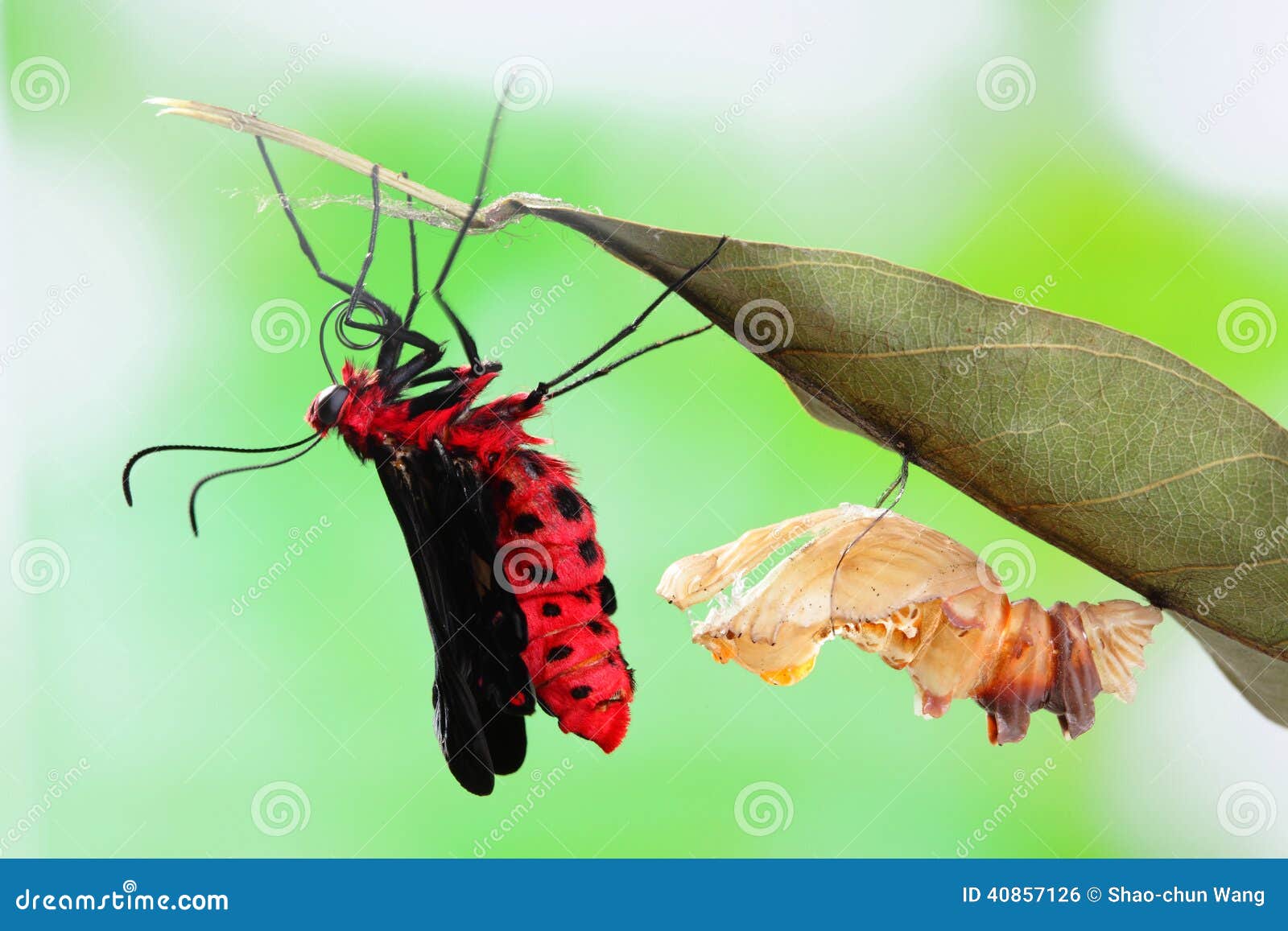 Butterfly Change Form Chrysalis Stock Photo - Image of chrysalis, macro ...