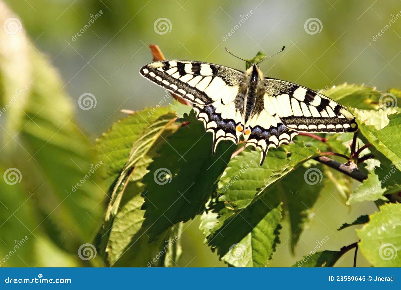 Butterfly on cherry tree stock image. Image of daylight - 23589645