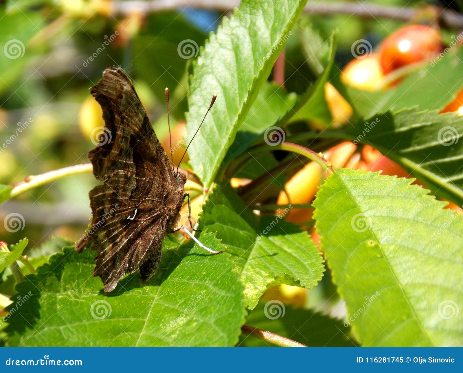 Butterfly on cherry tree stock image. Image of color - 116281745