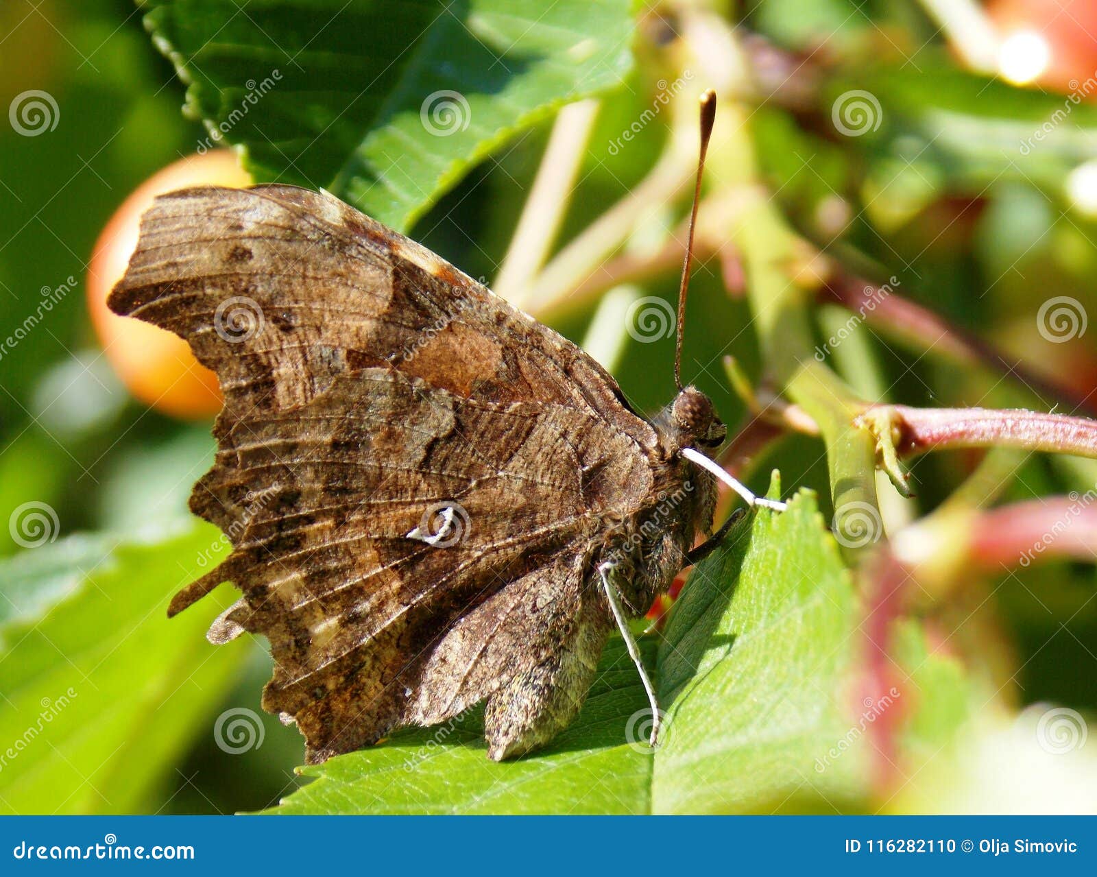 Butterfly on cherry tree stock photo. Image of horns - 116282110