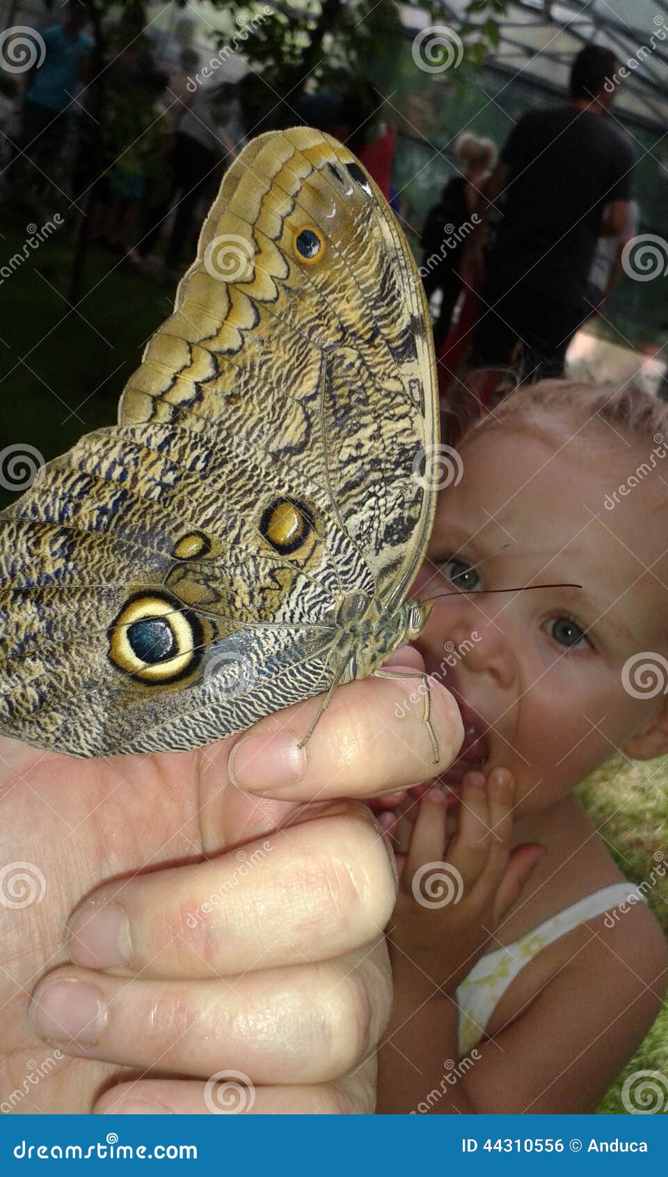 Butterfly and child stock photo. Image of exposition - 44310556