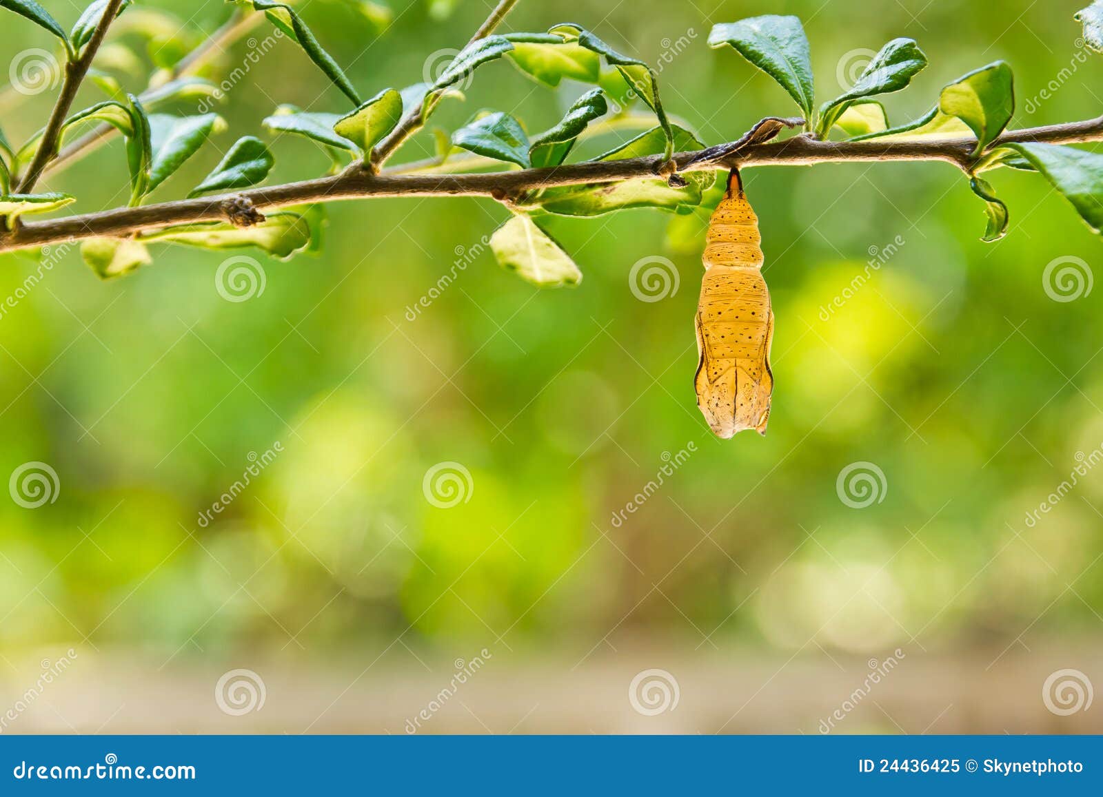 Butterfly chrysalis stock image. Image of face, hang - 24436425