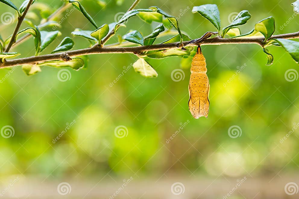 Butterfly chrysalis stock image. Image of face, hang - 24436425