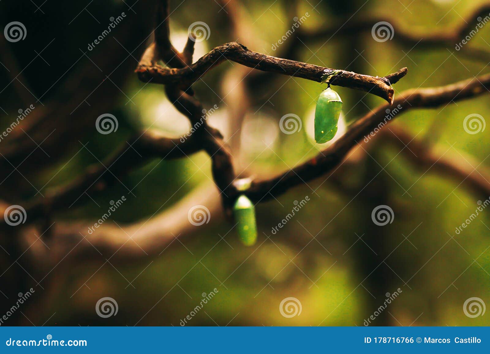 Butterfly Chrysalis Change Form from Caterpillar To Cocoon To Butterfly ...