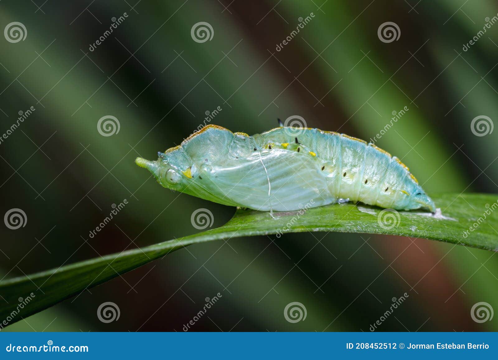 Butterfly Chrysalis Close To Hatching Stock Photo - Image of animal ...