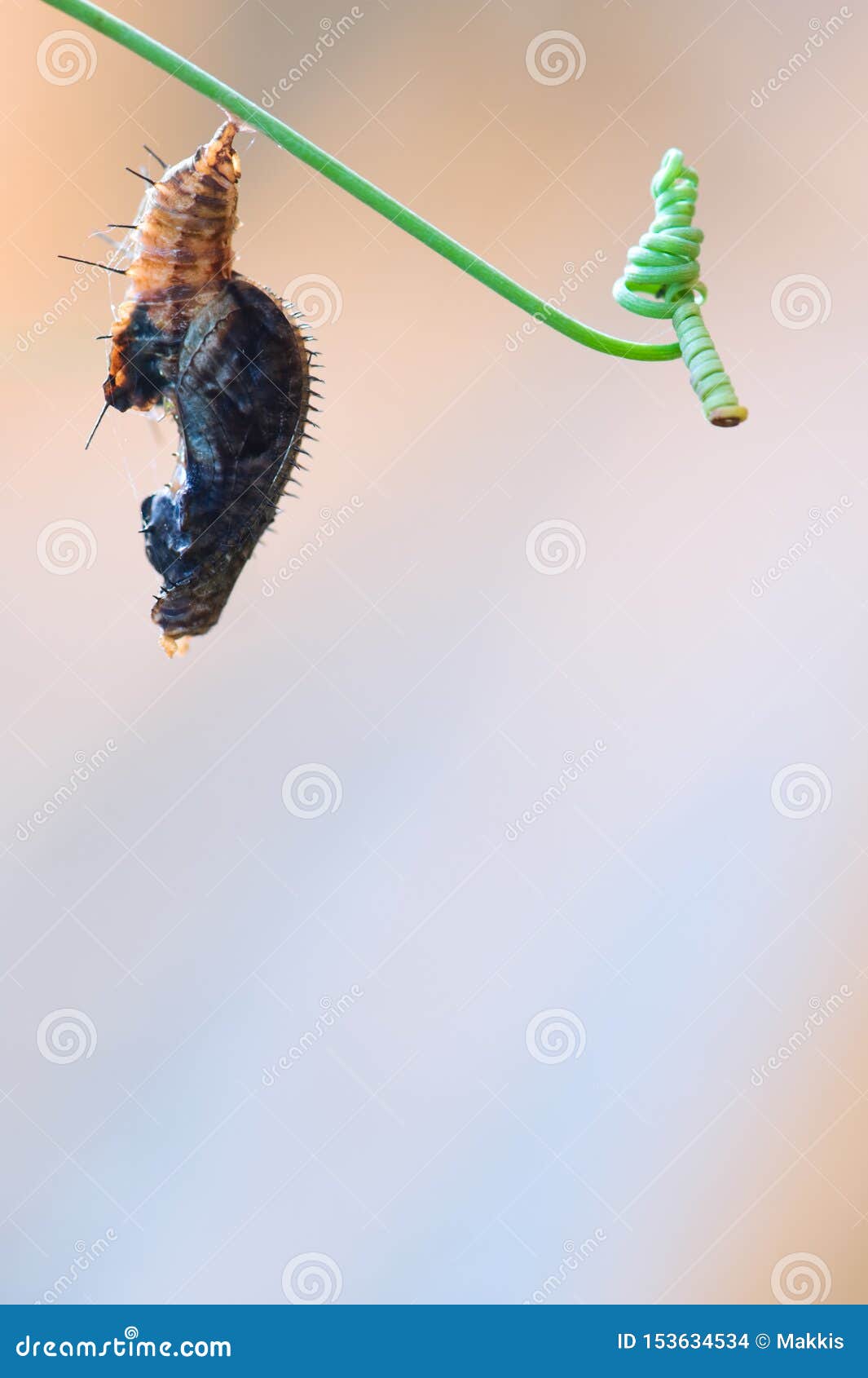 Butterfly Chrysalis Hanging on Tendril Stock Photo - Image of growth ...