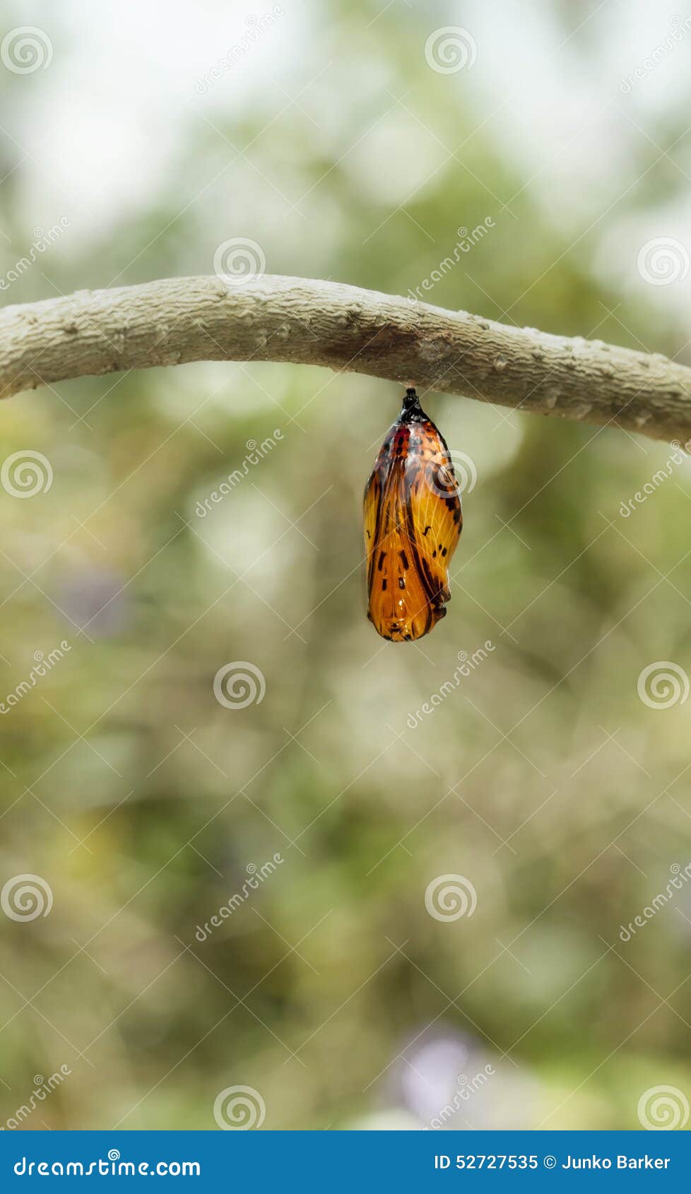 Butterfly chrysalis stock image. Image of detail, larva - 52727535