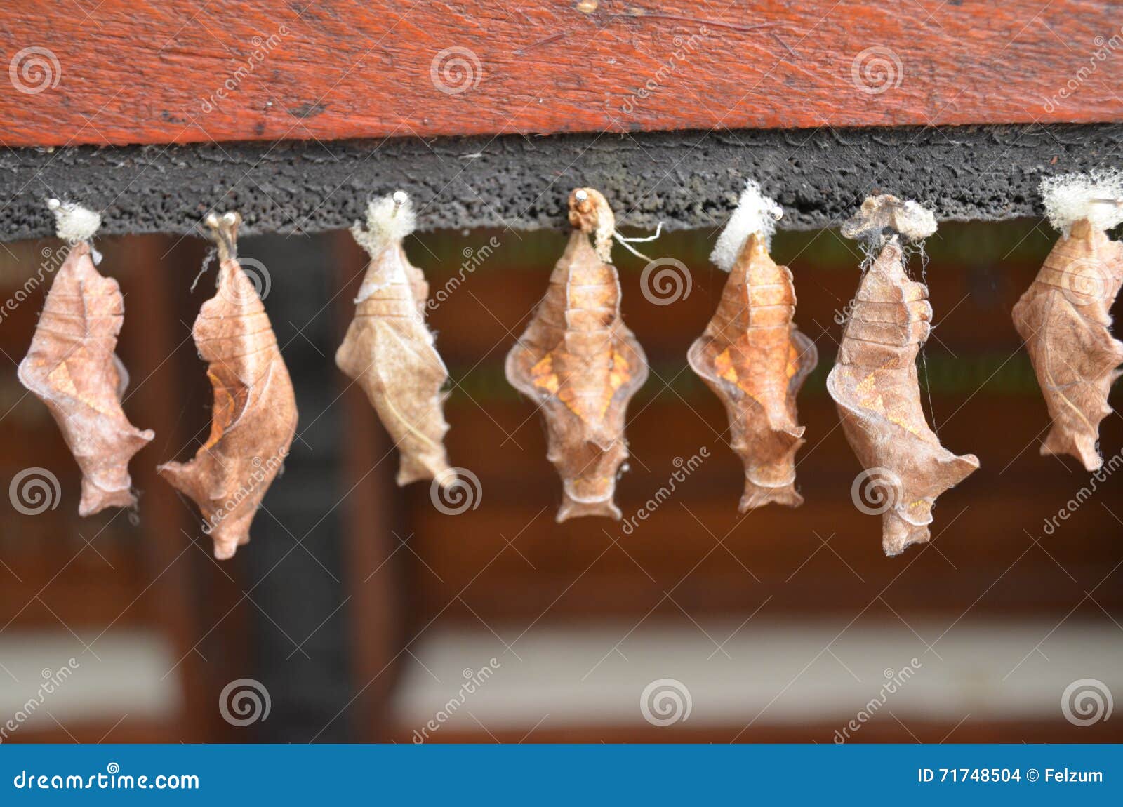Butterfly chrysalis stock photo. Image of pupa, undergoing - 71748504