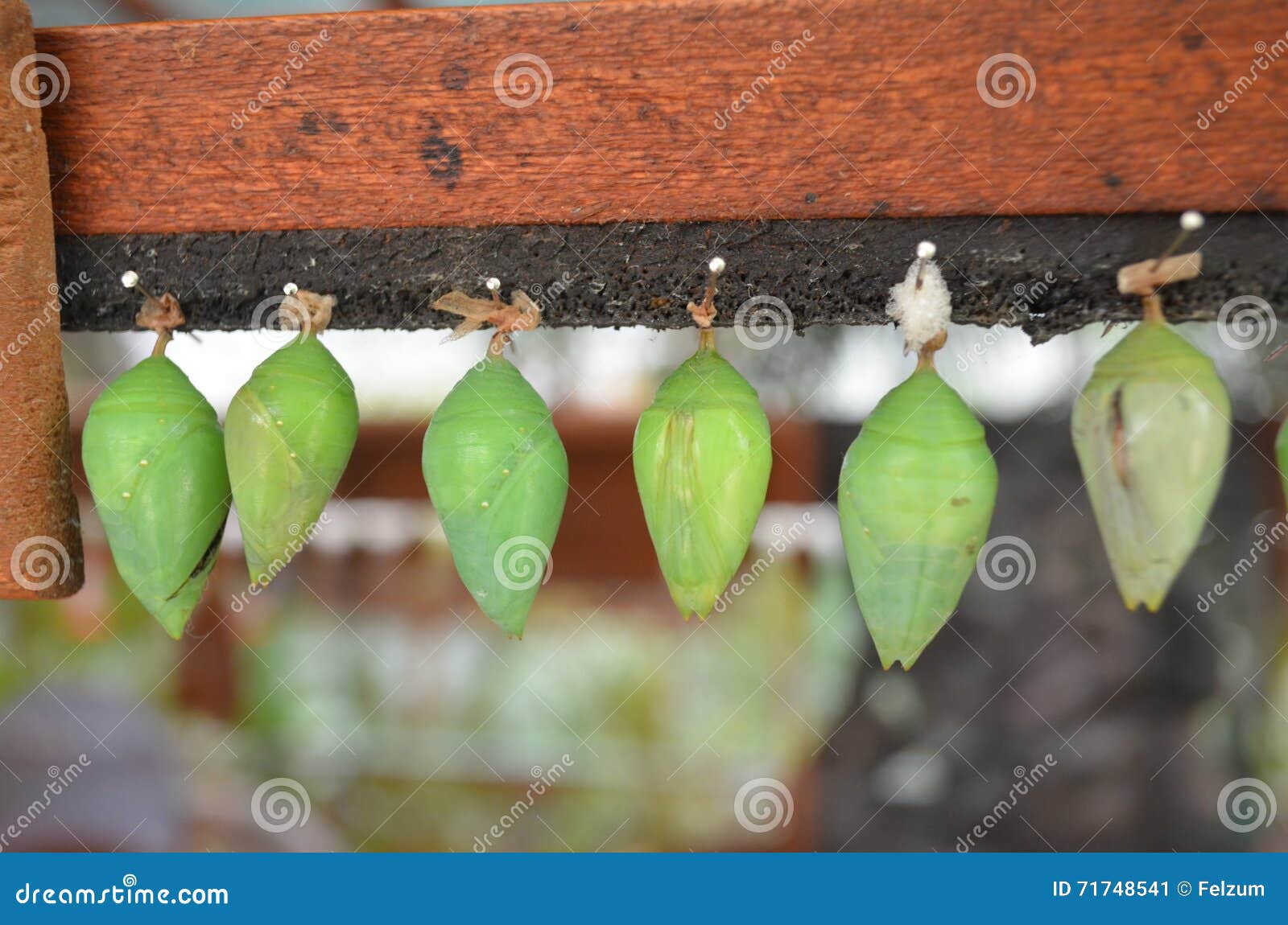 Butterfly chrysalis stock image. Image of pupae, names - 71748541