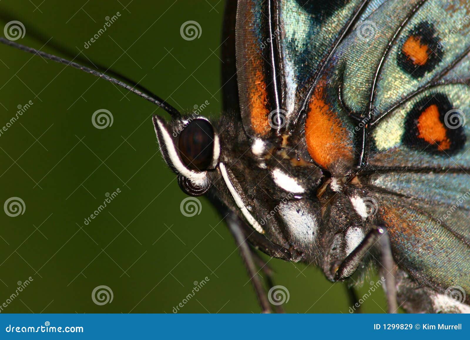 Butterfly close-up stock image. Image of colors, detail - 1299829