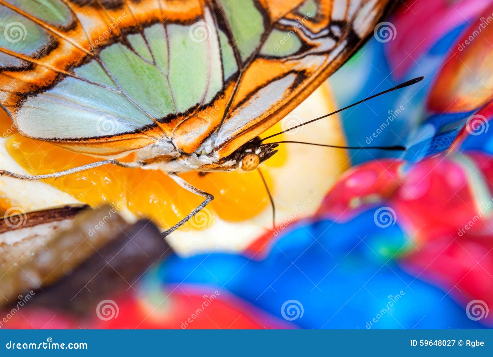 Butterfly stock image. Image of colourful, close, beautiful - 59648027