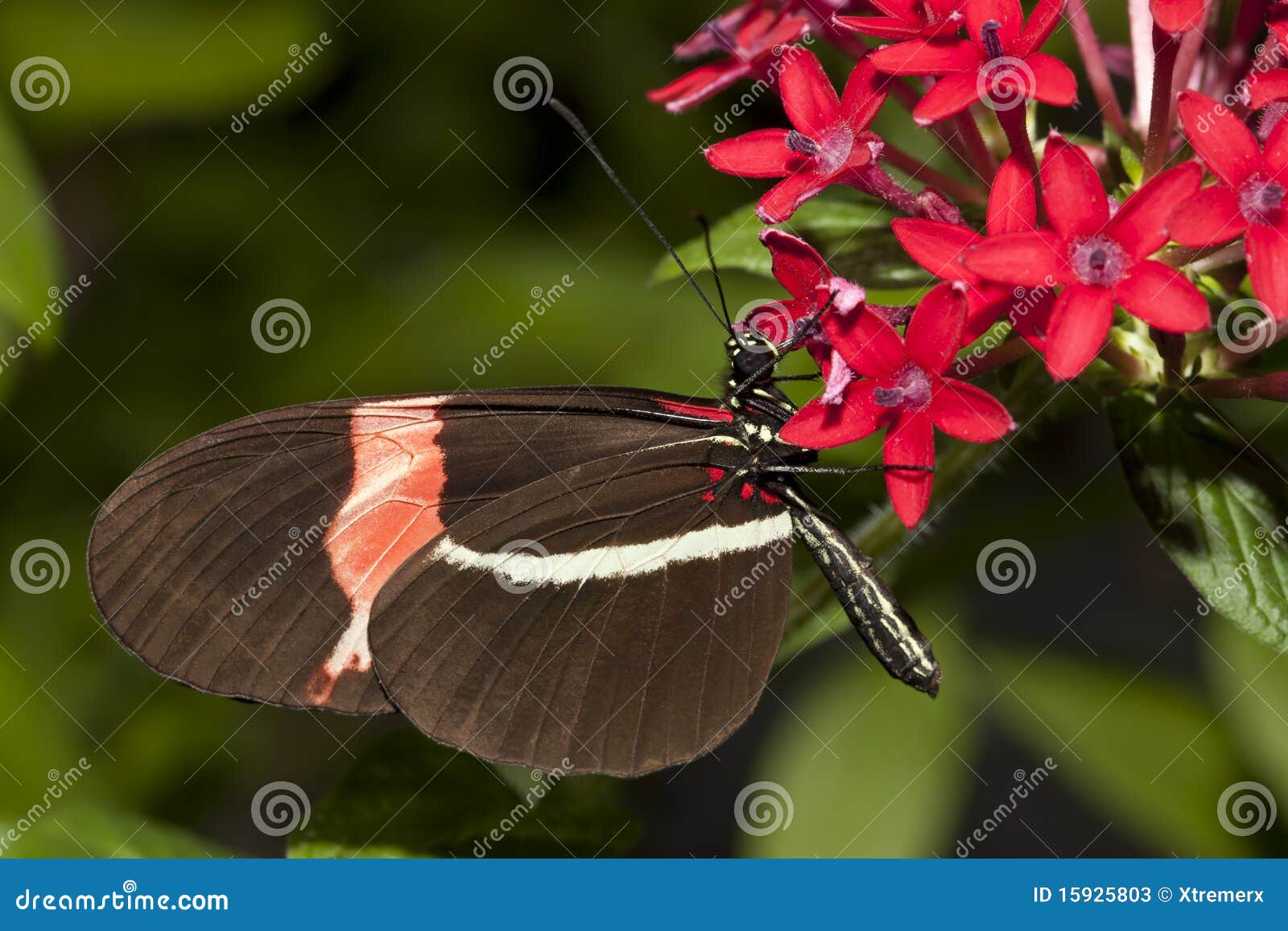 Butterfly closeup. stock image. Image of detail, open - 15925803