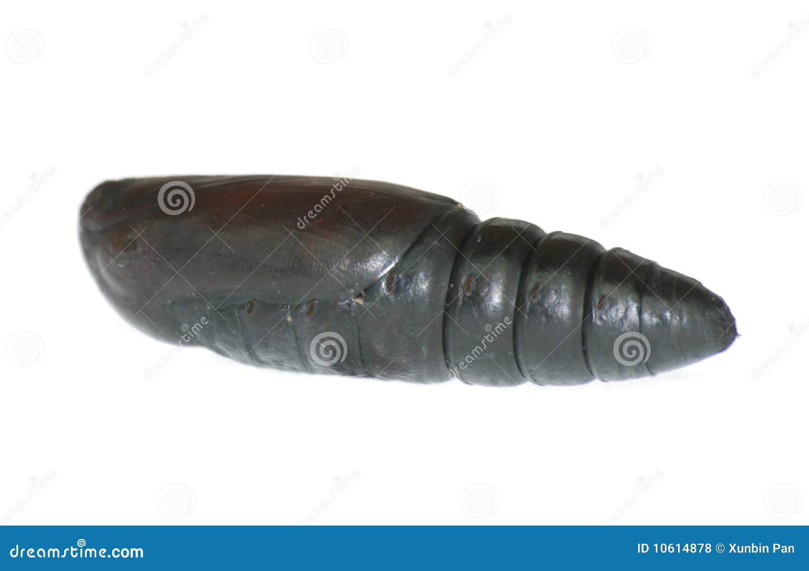 Butterfly cocoon stock photo. Image of life, envelop - 10614878